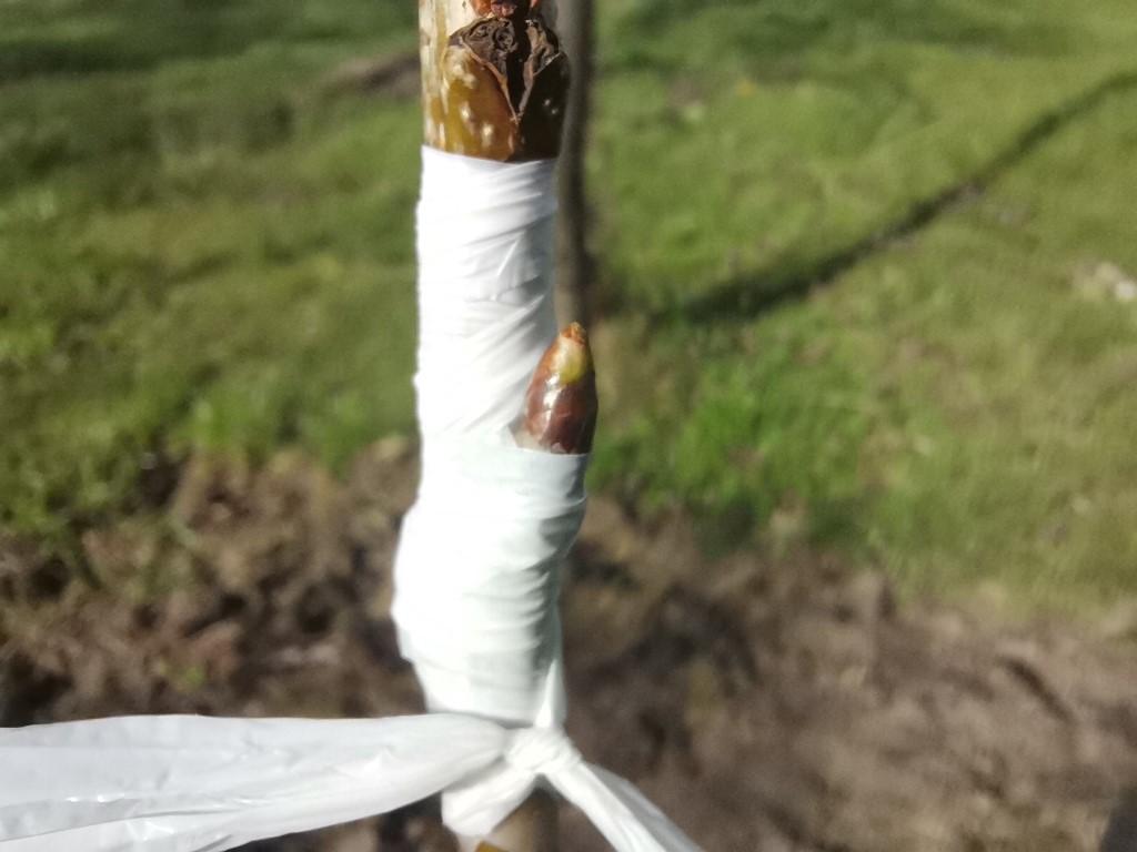 Altoirea pe cireș sălbatic – Școala de puieți