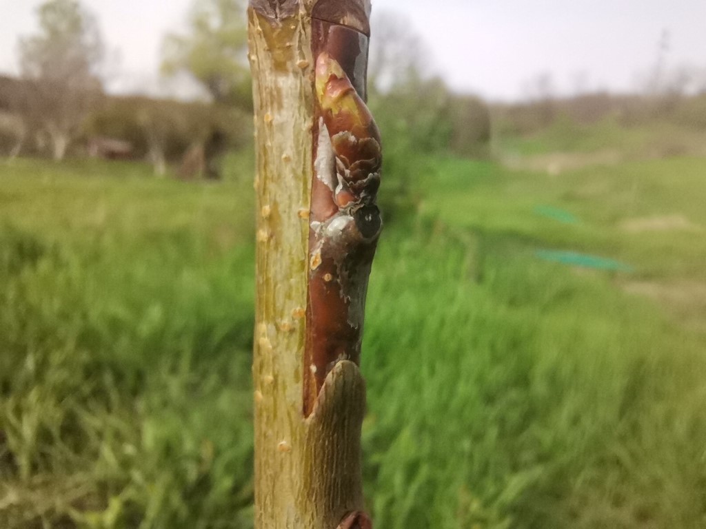 Altoirea pe cireș sălbatic – Școala de puieți