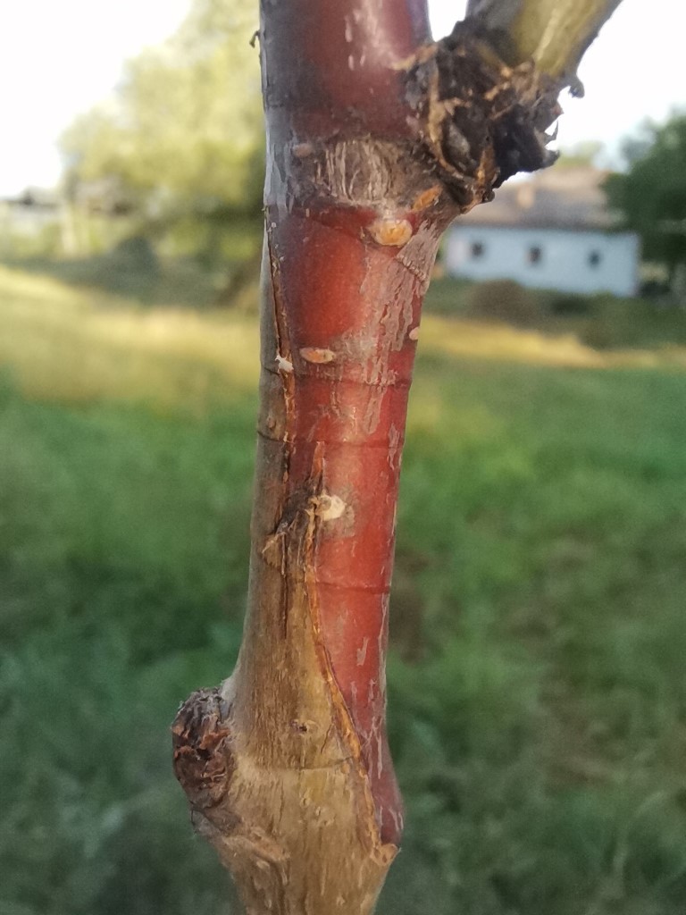 Altoirea pe cireș sălbatic – Școala de puieți