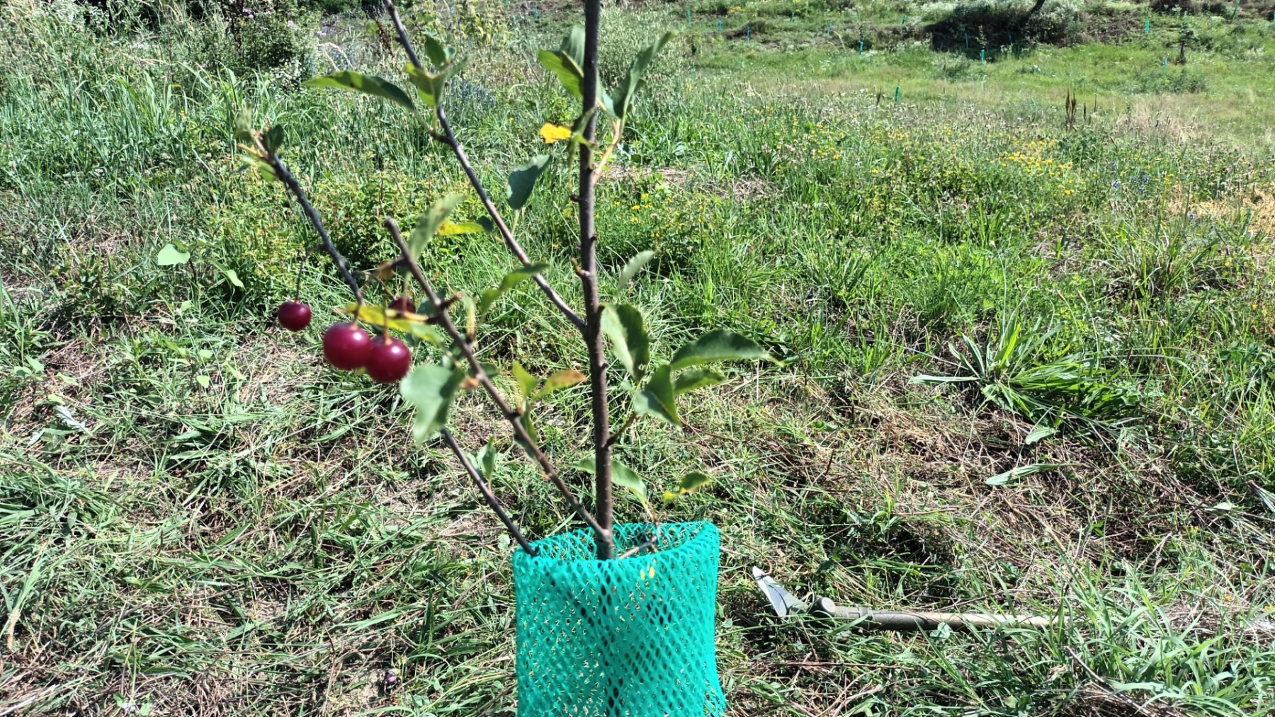 Plantări vișini, aluni și câțiva castani pe un colț de livadă curățat ...