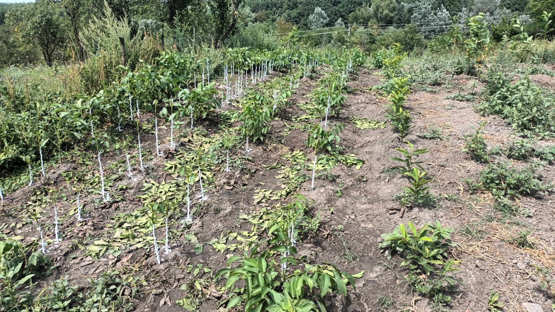 Altoirea nucului în fluier – Școala de puieți