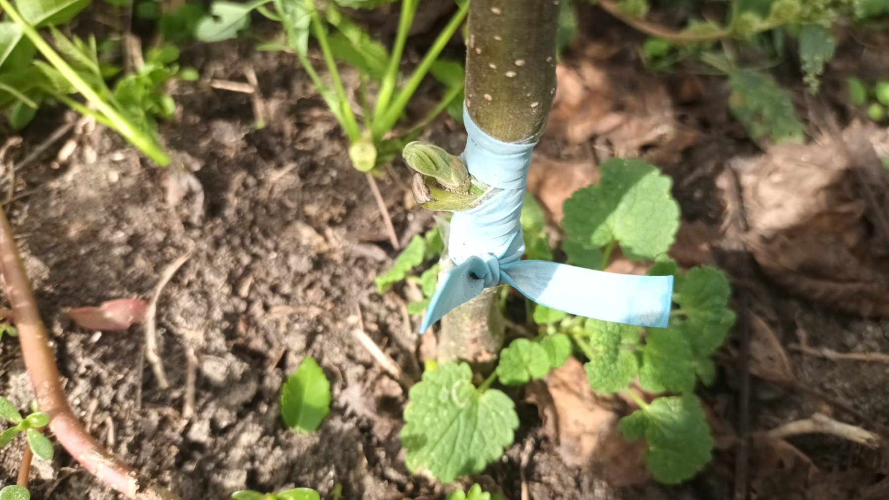 Altoirea nucului în fluier