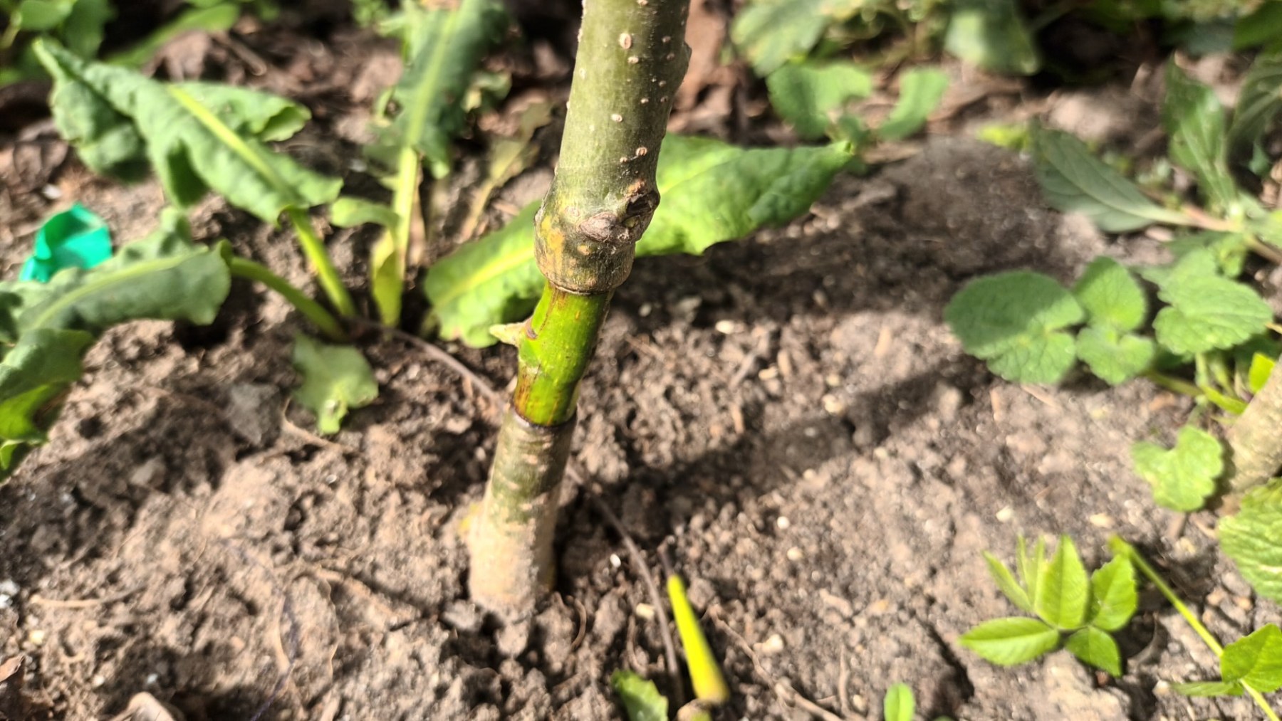 Altoirea nucului în fluier – Școala de puieți