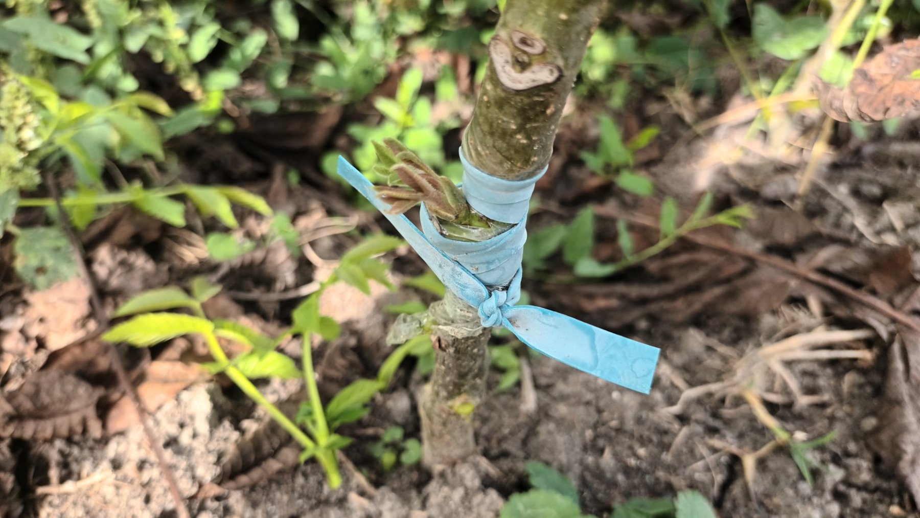 Altoirea nucului în fluier – Școala de puieți