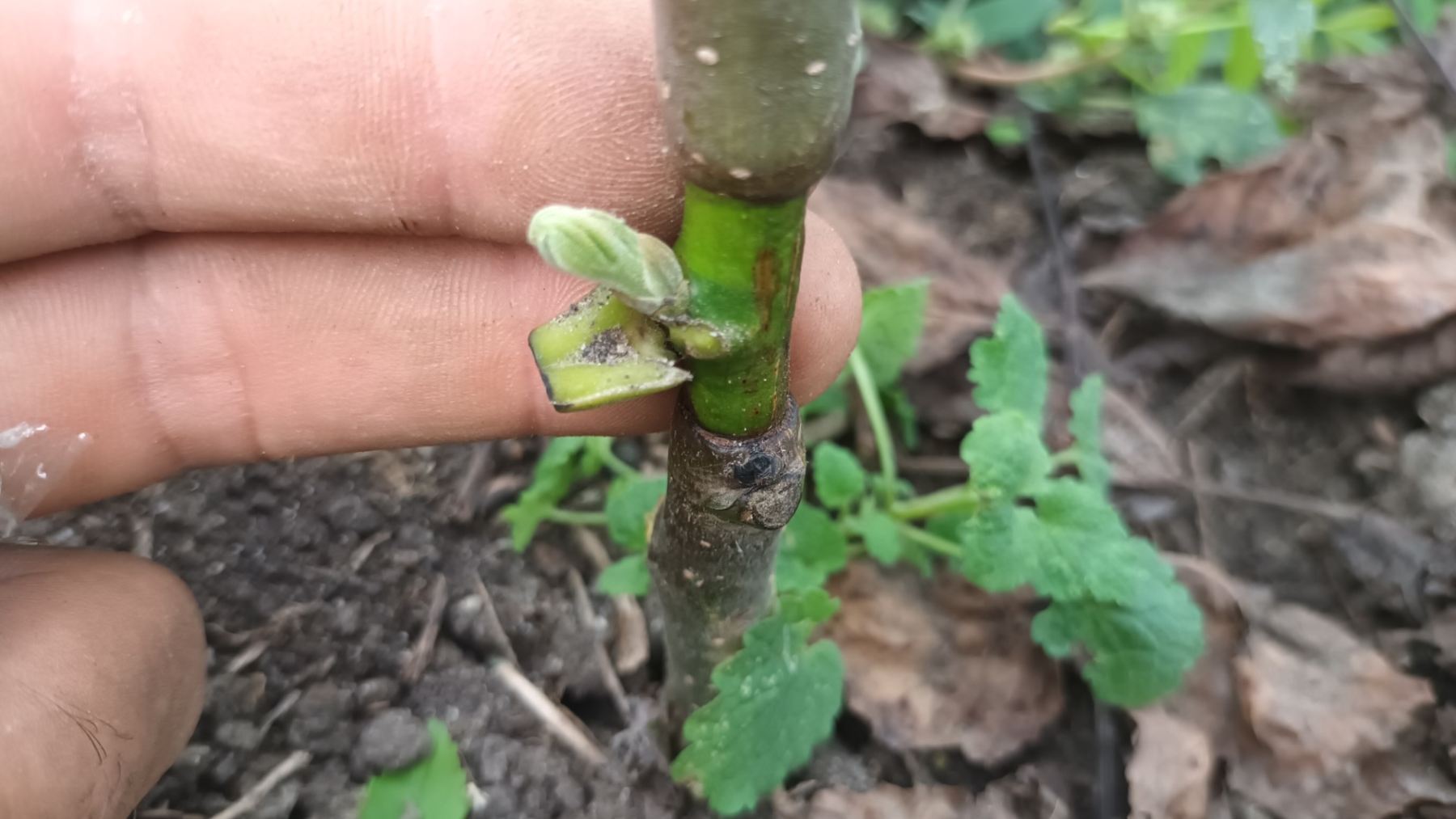 Altoirea nucului în fluier – Școala de puieți