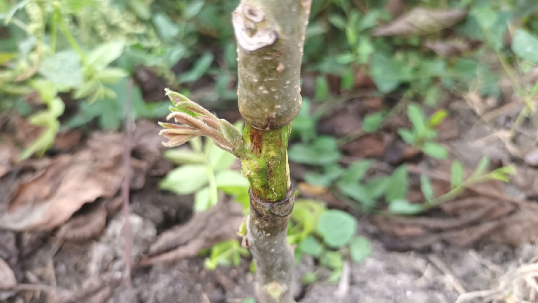 Altoirea nucului în fluier – Școala de puieți